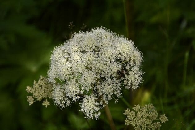 Angelica Flower | Wild Celery | Masterwort | Ground Ash | BioExplorer