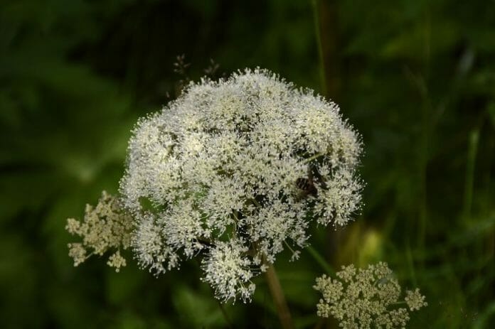 Angelica Flower | Wild Celery | Masterwort | Ground Ash | BioExplorer