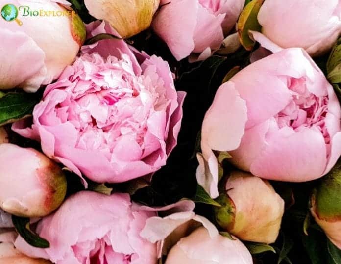 November Birth Flowers | Chrysanthemum and Peony | Symbolism and Meaning