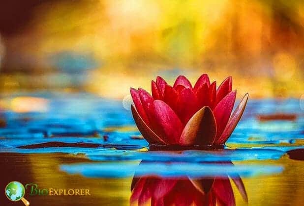Order Nymphaeales Characteristics | Water Lilies | Example Species