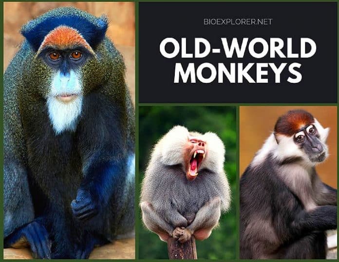 Old World Monkeys | 160 Different Types of Old World Monkeys