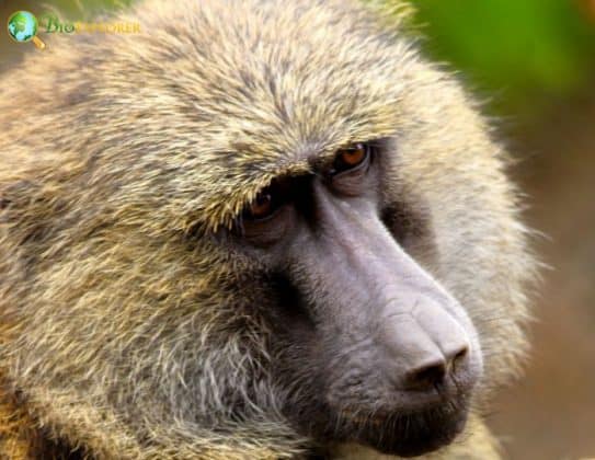 Olive Baboon Characteristics | Papio Anubis Diet & Facts | BioExplorer