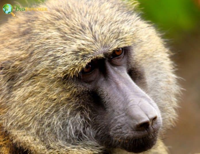 Olive Baboon Characteristics | Papio Anubis Diet & Facts | BioExplorer