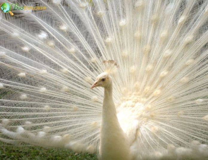 Albino Crows | White Crows | Rare Genetic Mutation | BioExplorer