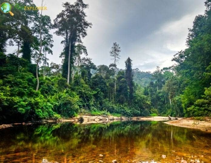 World's Top Rainforests | Tropical Rainforests | BioExplorer