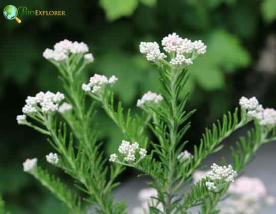 Rice Flower | Ozothamnus diosmifolius | BioExplorer.net
