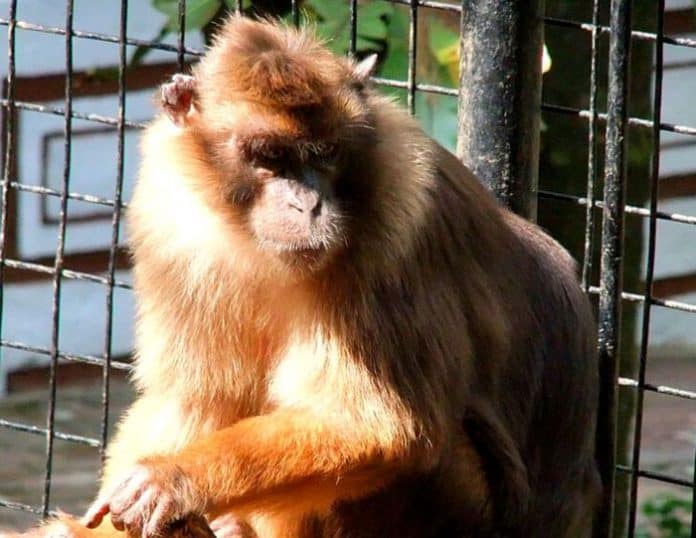 Pagai Island Macaque Characteristics | Macaca Pagensis Facts | BioExplorer