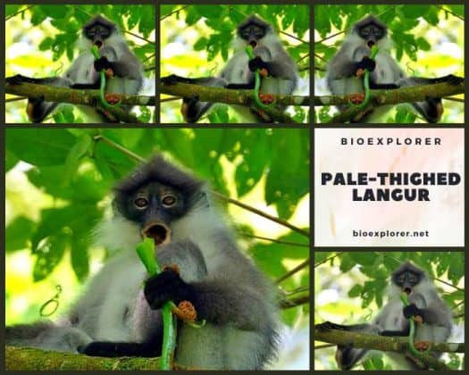 Pale-Thighed Langur Characteristics | Presbytis Siamensis Diet & Facts ...