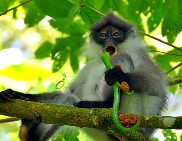 Pale-Thighed Langur Characteristics | Presbytis Siamensis Diet & Facts ...