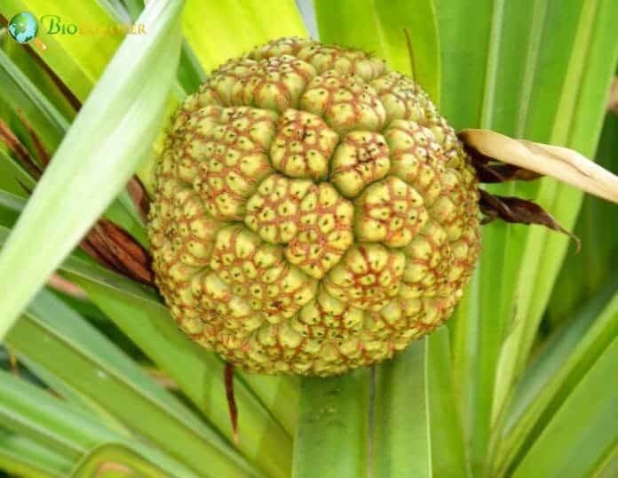 Order Pandanales Characteristics | Pandan & Screw-Pine Flowering Plants