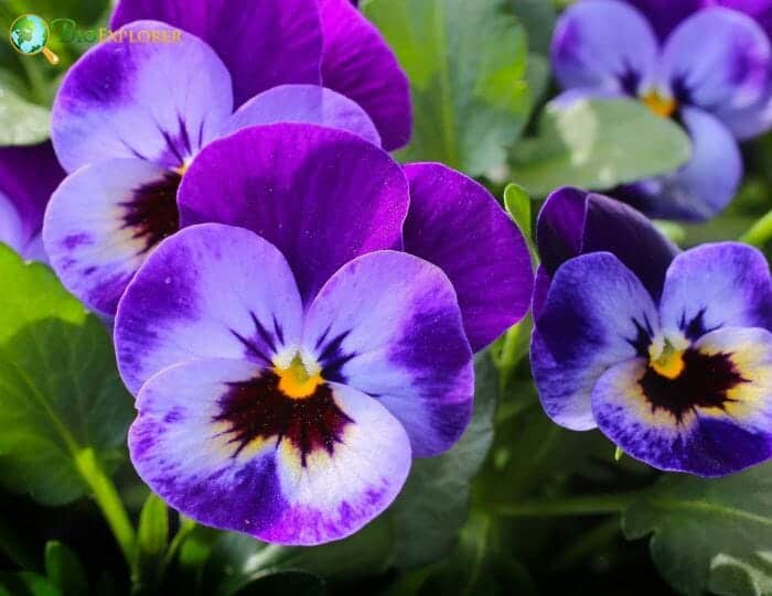 Pansy Flower | Viola × wittrockiana | BioExplorer.net