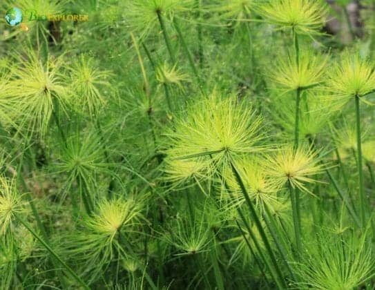 Cyperus papyrus Flower | Paper Reed | Egyptian Reed | BioExplorer.net