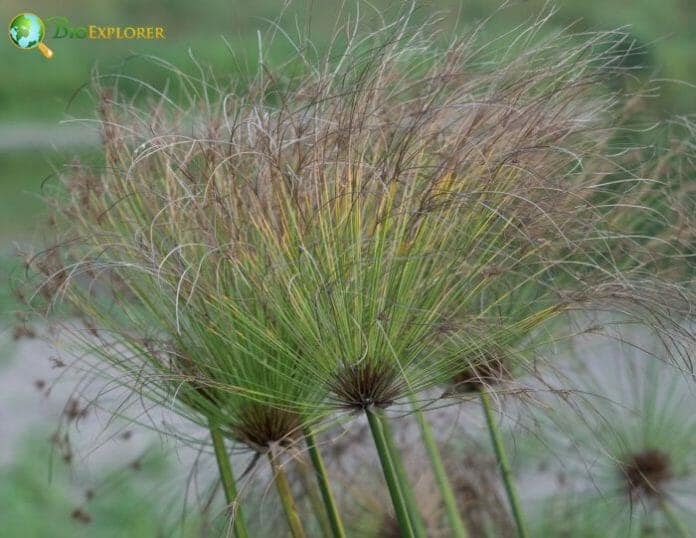 Cyperus papyrus Flower | Paper Reed | Egyptian Reed | BioExplorer.net
