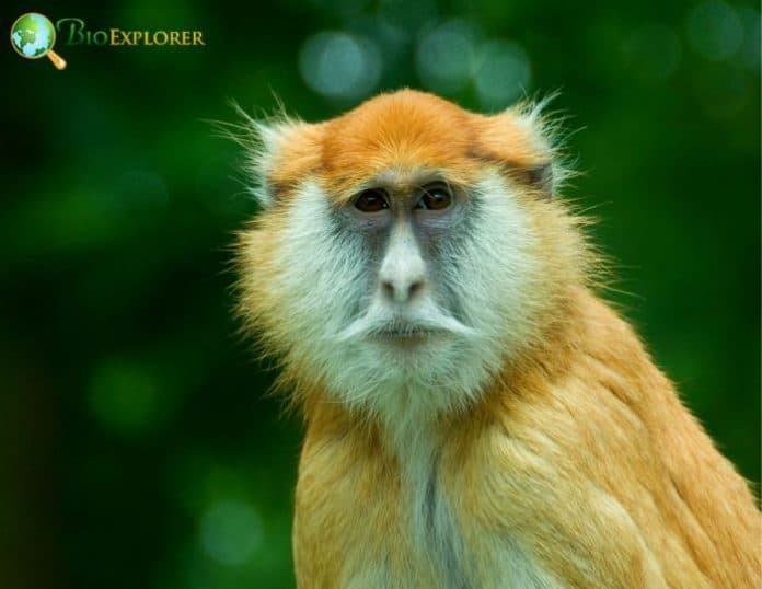 Patas Monkey Characteristics | Erythrocebus Patas Diet & Facts