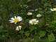 Feverfew Flower | Tanacetum parthenium | Pellitory | BioExplorer.net