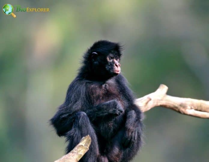 Peruvian Spider Monkey Characteristics | Ateles Chamek Diet & Facts