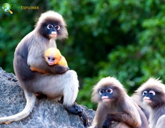 Phayre's Langur Characteristics | Trachypithecus Phayrei Facts