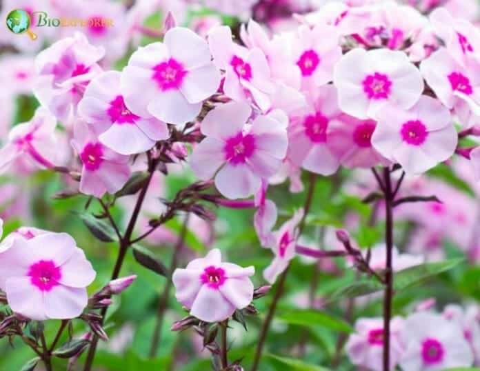Phlox Flower | Polemoniaceae Family Flower | BioExplorer.net