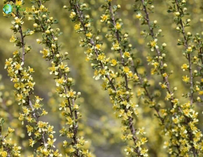 Order Picramniales Characteristics | Bitterbush Flowers | BioExplorer