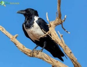 43 Types of Crows | All Corvus Species | Corvidae Family Birds