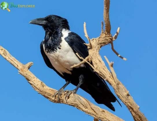 43 Types of Crows | All Corvus Species | Corvidae Family Birds