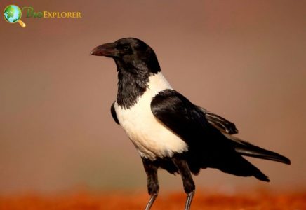 Common Raven | Corvus Corax | Black Bird | Fun Facts