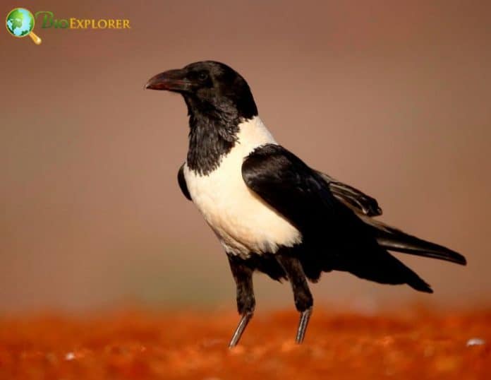 Pied Crow | Corvus Albus | Black and White Bird | BioExplorer