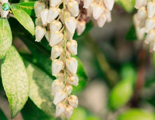 Japanese Andromeda | Pieris japonica | BioExplorer