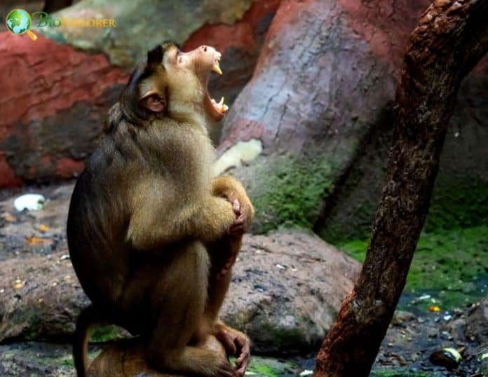 Sunda Pig-Tailed Macaque Characteristics | Macaca Nemestrina Diet & Facts