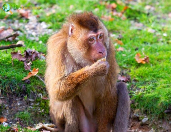 Sunda Pig-Tailed Macaque Characteristics | Macaca Nemestrina Diet & Facts