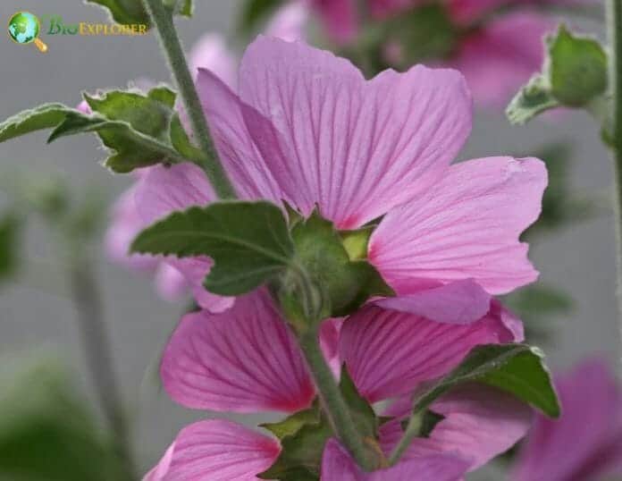 Pink Musk Flower | Malva moschata | Pink Musk Mallow | BioExplorer.net