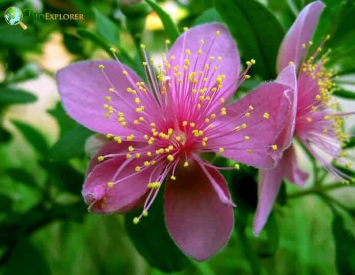 Order Myrtales Characteristics | Myrtle Flowers | BioExplorer