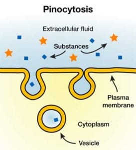 Pinocytosis Definition | Phagocytosis | Pinocytosis | Endocytosis