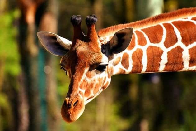 Types of Mammals | Placental, Marsupial & Monotremes | Mammals