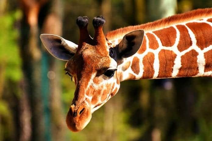 Types of Mammals | Placental, Marsupial & Monotremes | Mammals