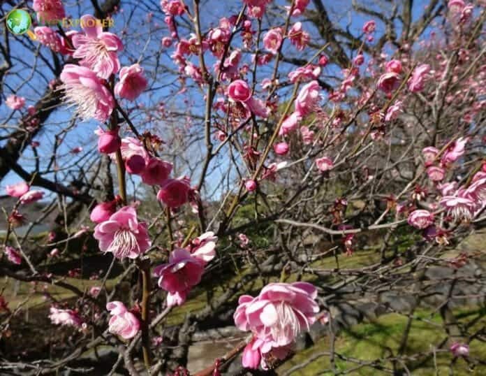 Plum Blossom | Prunus Mume | Japanese Apricot | BioExplorer