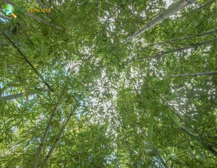 Order Poales Characteristics | Grass, Bamboo and Pineapple Flowers