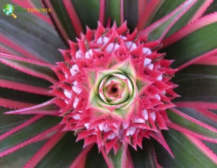 Order Poales Characteristics | Grass, Bamboo and Pineapple Flowers