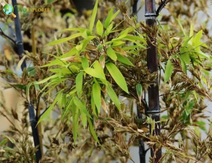 Order Poales Characteristics | Grass, Bamboo and Pineapple Flowers