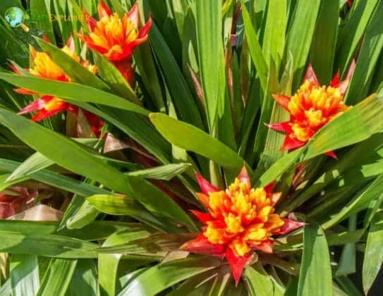 Order Poales Characteristics | Grass, Bamboo and Pineapple Flowers