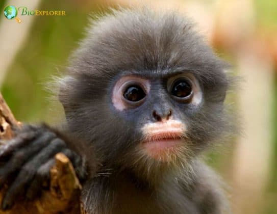 Popa Langur Characteristics | Trachypithecus Popa Facts | BioExplorer