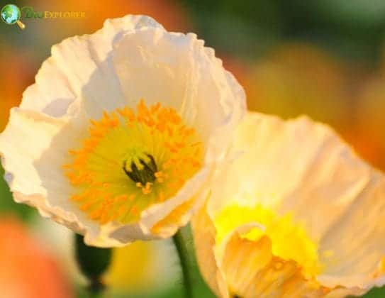 August Birth Flowers | Gladiolus and Poppy | Symbolism & Meaning