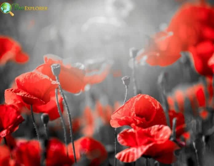 August Birth Flowers | Gladiolus and Poppy | Symbolism & Meaning