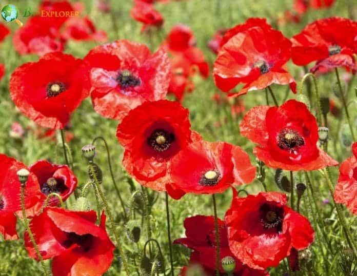 August Birth Flowers | Gladiolus and Poppy | Symbolism & Meaning