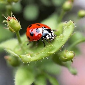 What Do Ladybugs Eat? | Ladybug Diet By Species | BioExplorer