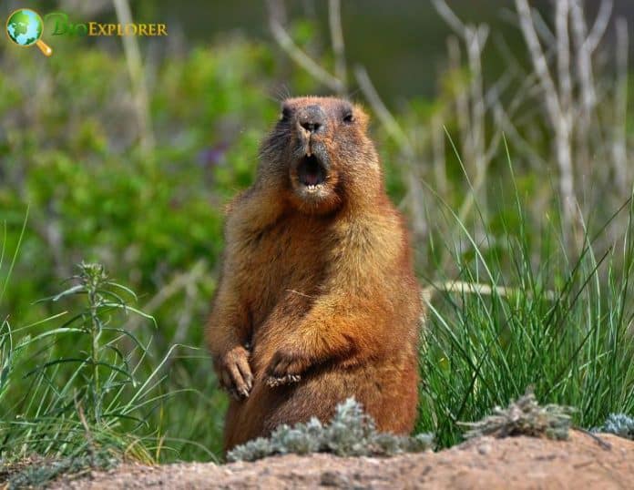 What Do Groundhogs Eat? | Surprising Diets of Groundhogs | BioExplorer
