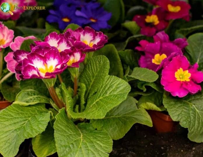 February Birth Flowers | Primrose and Violet | Symbolism & Meaning