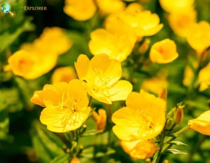 February Birth Flowers | Primrose and Violet | Symbolism & Meaning