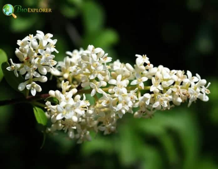 Privet Flower | Ligustrum vulgare | White Flower | BioExplorer.net