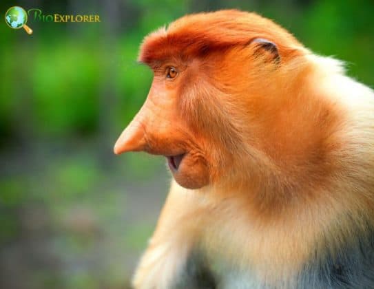 Proboscis Monkey Characteristics | Nasalis Larvatus Diet & Facts